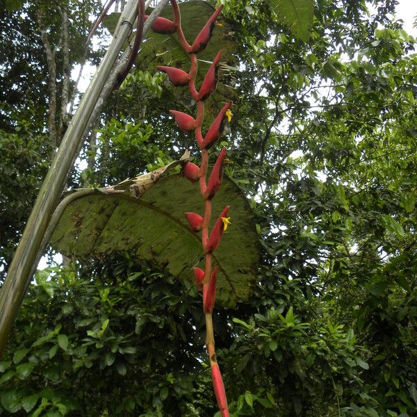 Heliconia Longa Plant Care & How to Grow, Water