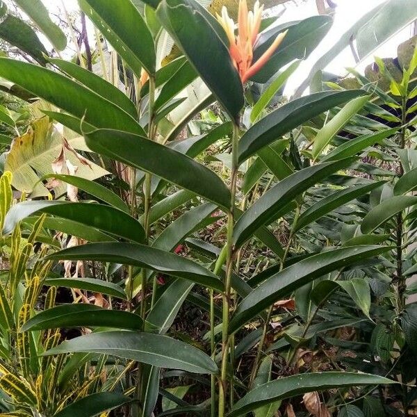 Long-Leaf Heliconia (Heliconia Longiflora) Plant Care & How to Grow, Water