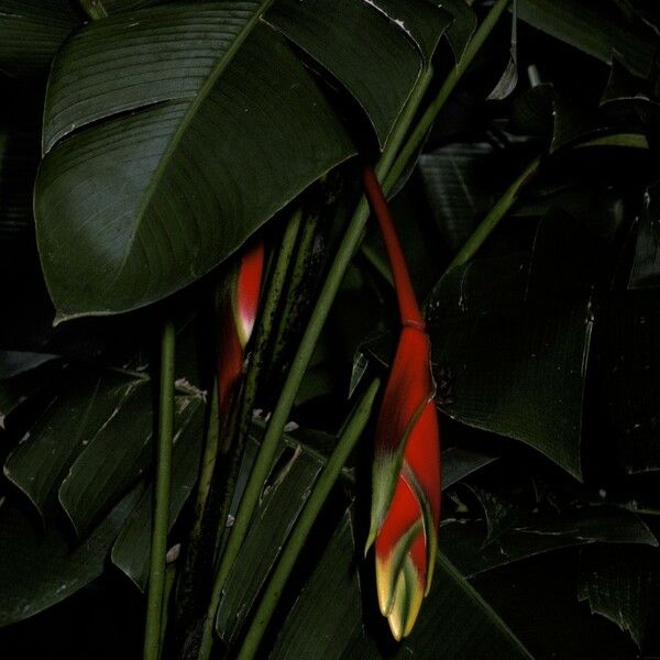 Heliconia Marginata Plant Care & How to Grow, Water