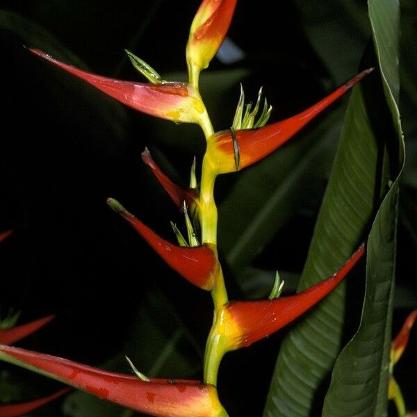 Shining Bird Of Paradise (Heliconia Metallica) Plant Care & How to Grow ...
