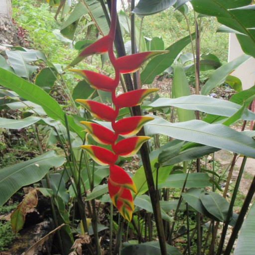 False Bird Of Paradise (Heliconia Rostrata) Plant Care & How to Grow, Water