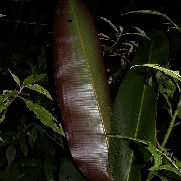 Heliconia Secunda Care Guide: Water, Soil & Propagation - Plantiary