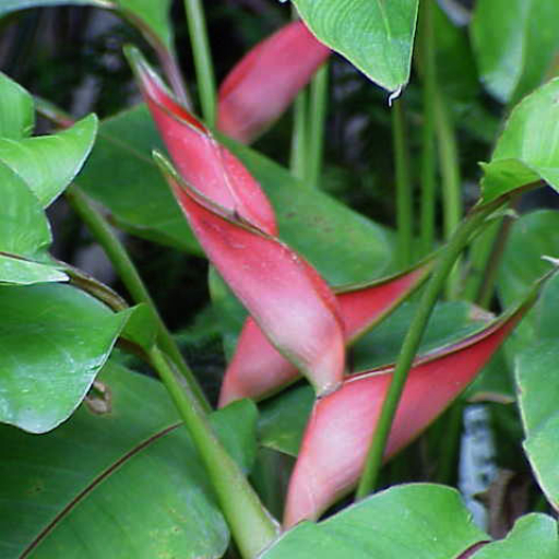 Dwarf Jamaican Heliconia (Heliconia Stricta) Plant Care & How to Grow ...