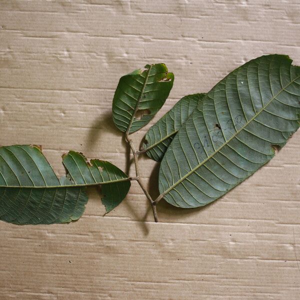 Helicostylis Pedunculata Care Guide: Water, Soil & Propagation - Plantiary