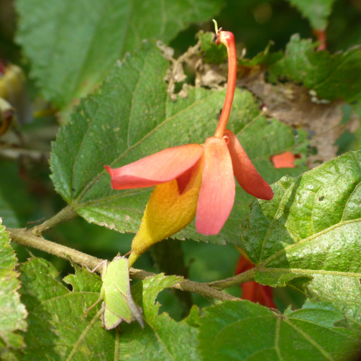 East Indian Screwtree (Helicteres Isora) Plant Care & How to Grow, Water