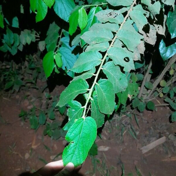 Helicteres Pentandra Care Guide: Water, Soil & Propagation - Plantiary