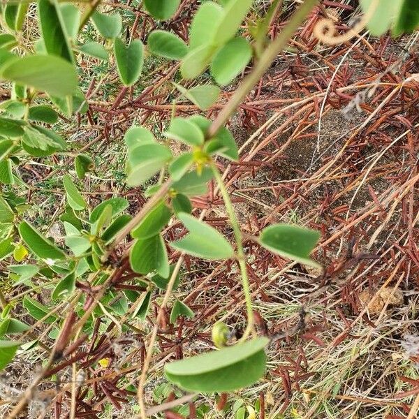 Soap Bush (Helinus Integrifolius) Plant Care & How to Grow, Water