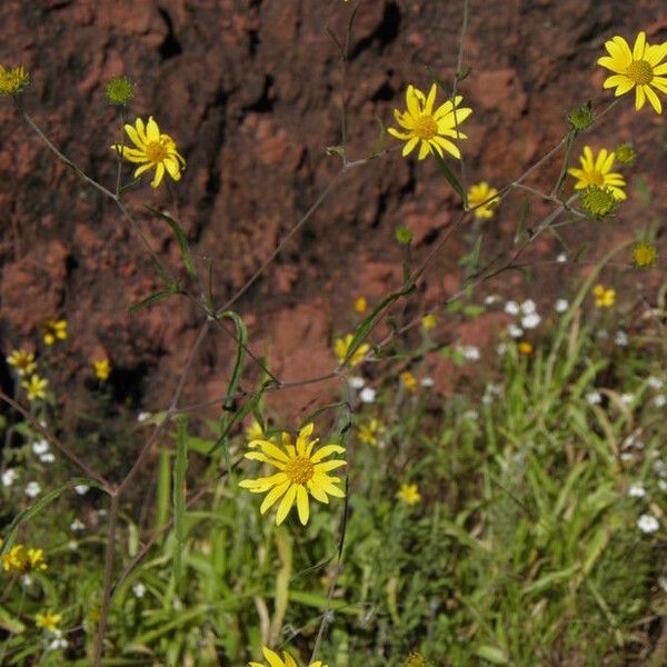 Longleaf False Goldeneye (Heliomeris Longifolia) Plant Care & How to ...