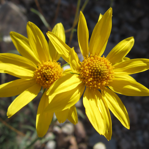 Showy Goldeneye (Heliomeris Multiflora) Plant Care & How to Grow, Water