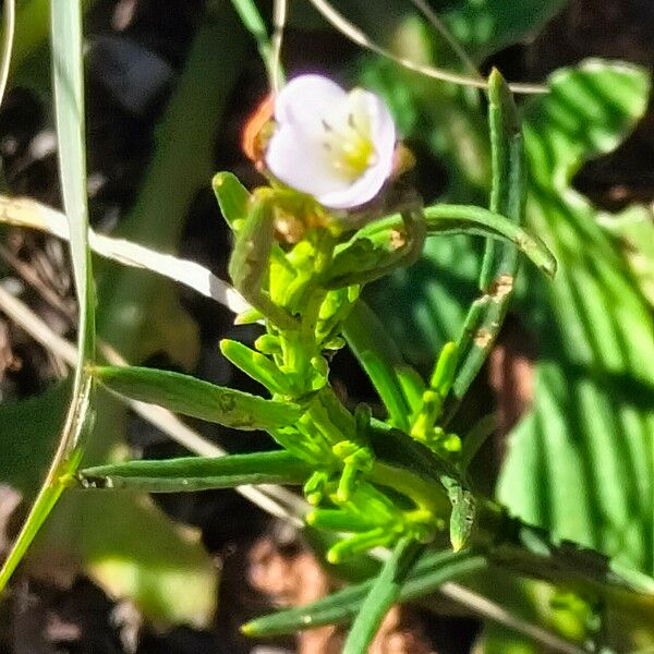 Heliophila Scoparia Plant Care & How to Grow, Water