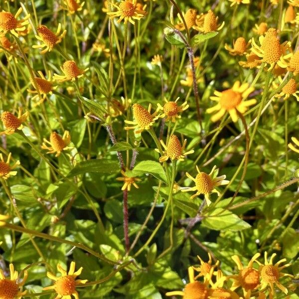 Oppositeleaf Spotflower (Heliopsis Buphthalmoides) Plant Care & How to ...