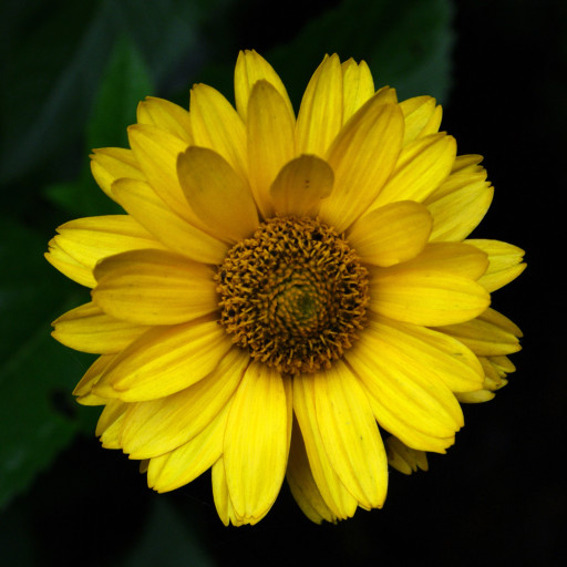 False Sunflower (Heliopsis Helianthoides) Plant Care & How to Grow, Water