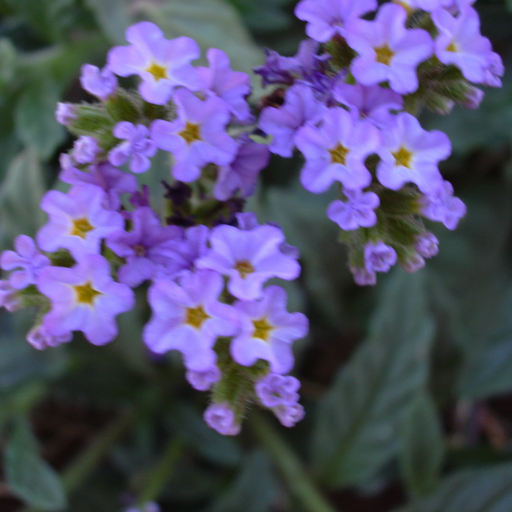 Blue Heliotrope (Heliotropium Amplexicaule) Plant Care & How to Grow, Water