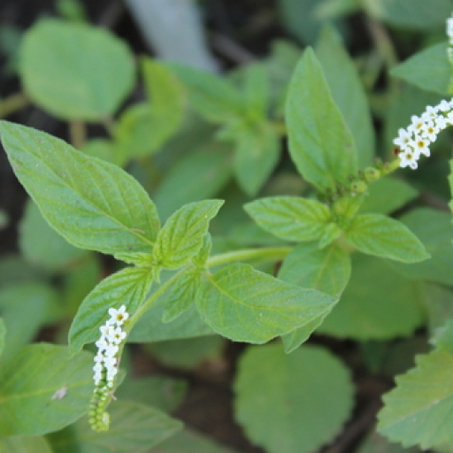 Scorpion's-Tail (Heliotropium Angiospermum) Plant Care & How to Grow, Water