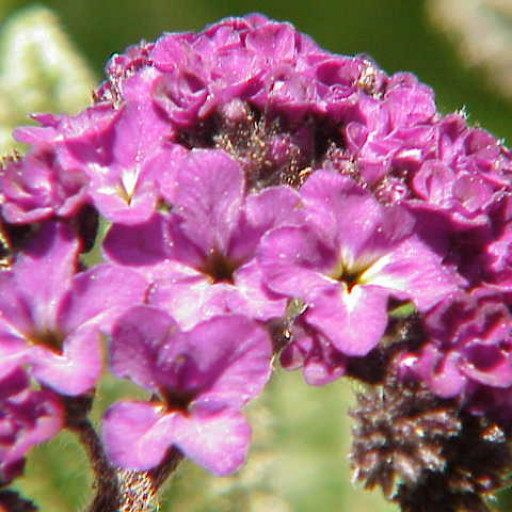 Garden Heliotrope (Heliotropium Arborescens) Care Guide: Water, Soil ...