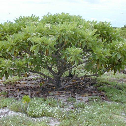 Tree Heliotrope (Heliotropium Arboreum) Plant Care & How to Grow, Water