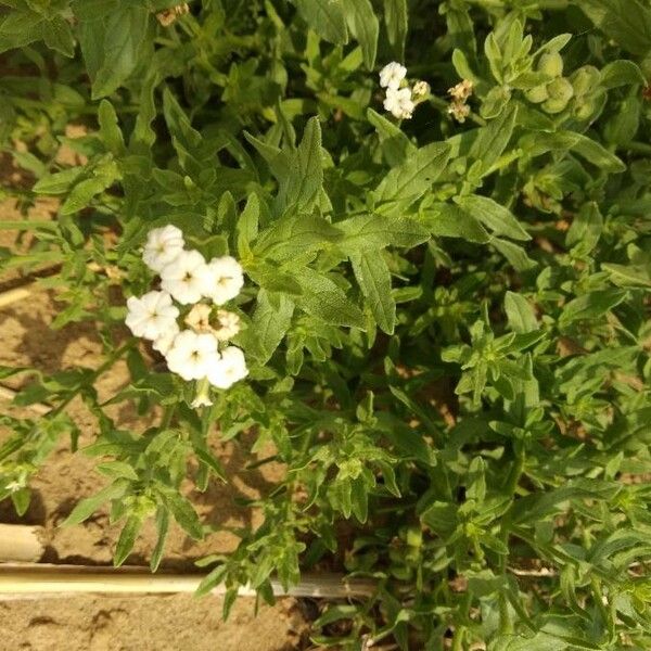 آفتاب پرست ساحلی (Heliotropium Bacciferum) Plant Care & How to Grow, Water