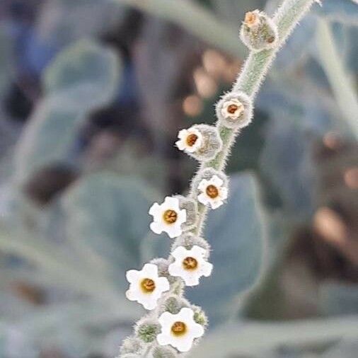 Heliotropium Calcareum Plant Care & How to Grow, Water