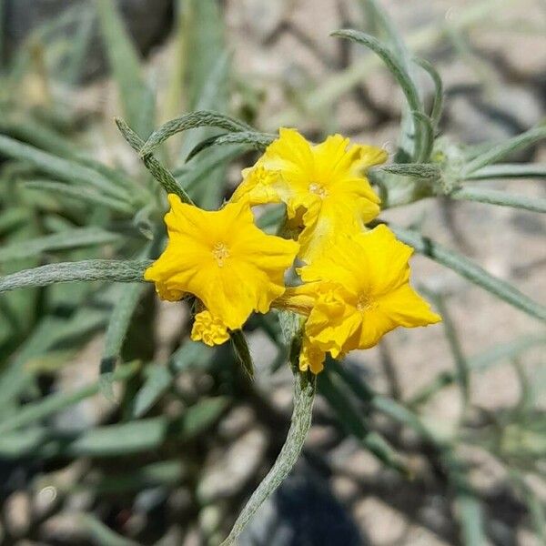 Heliotropium Chrysanthum Plant Care & How to Grow, Water