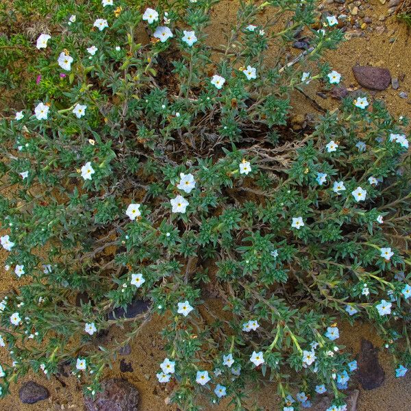 Heliotropium Confertifolium Plant Care & How to Grow, Water