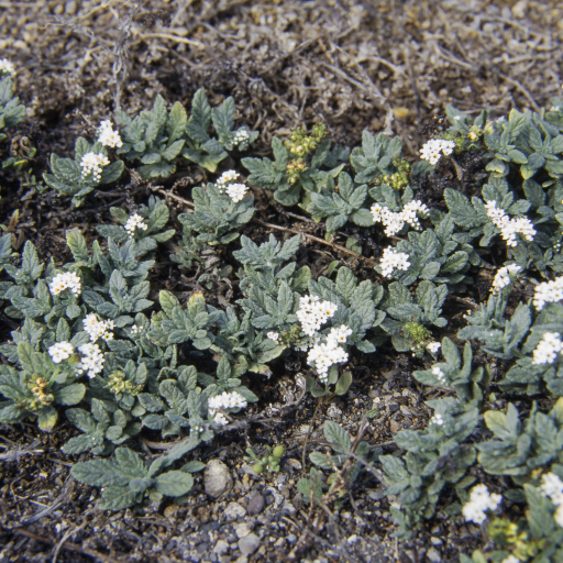 Heliotropium Crispum Plant Care & How to Grow, Water