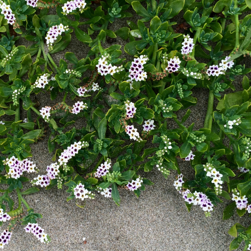 Smooth Heliotrope (Heliotropium Curassavicum) Plant Care & How to Grow ...