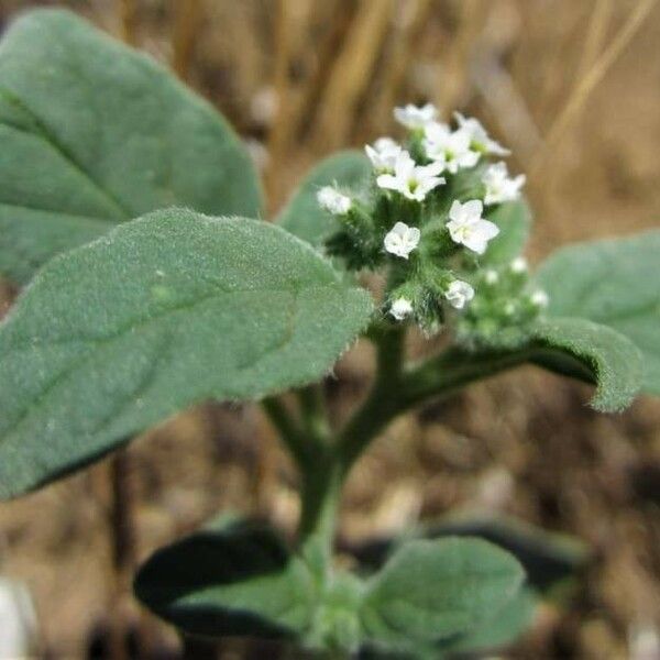 Largefruit Heliotrope (Heliotropium Dolosum) Plant Care & How to Grow ...
