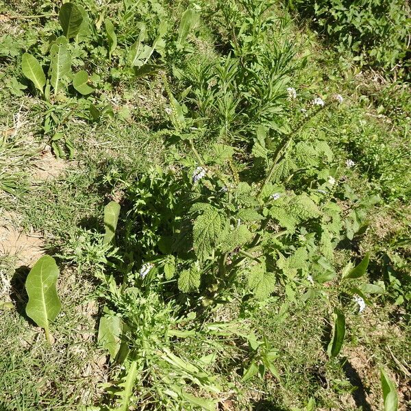 Heliotropium Elongatum Plant Care & How to Grow, Water