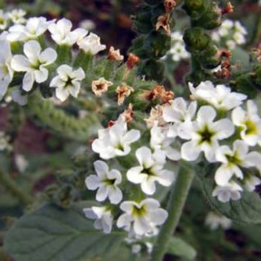 Heliotrope (Heliotropium Europaeum) Plant Care & How to Grow, Water