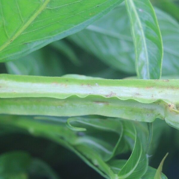 Heliotropium Lagoense Plant Care & How to Grow, Water