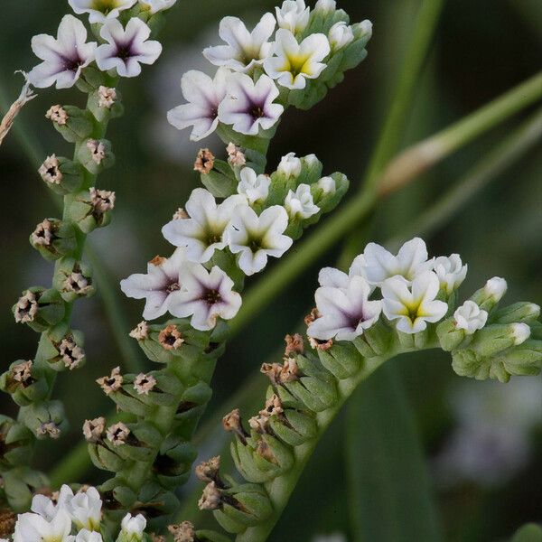 Soft Heliotrope (Heliotropium Molle) Plant Care & How to Grow, Water