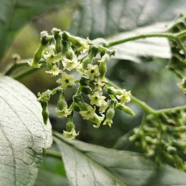 Heliotropium Petiolare Plant Care & How to Grow, Water