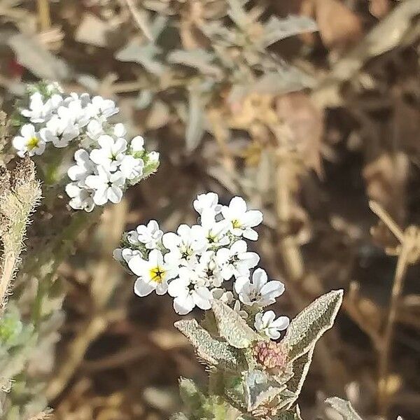 Wavy Heliotrope (Heliotropium Ramosissimum) Plant Care & How to Grow, Water