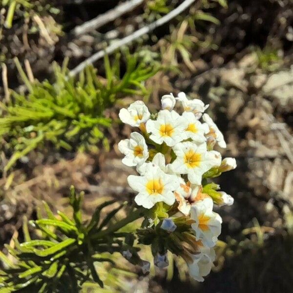 Heliotropium Stenophyllum Plant Care & How to Grow, Water