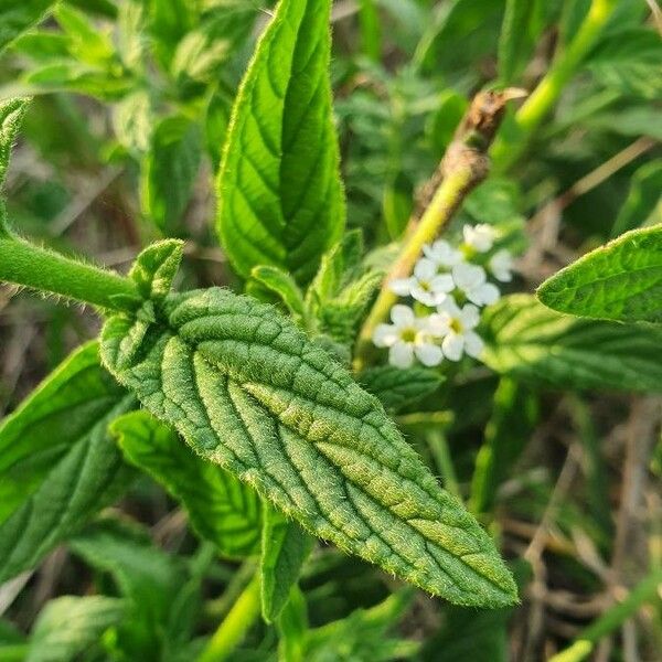 Common String-Of-Stars (Heliotropium Steudneri) Plant Care & How to ...
