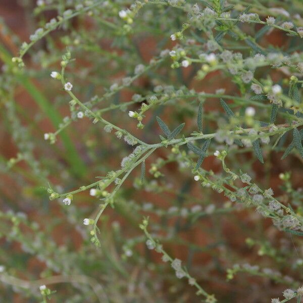 Heliotropium Strigosum Plant Care & How to Grow, Water