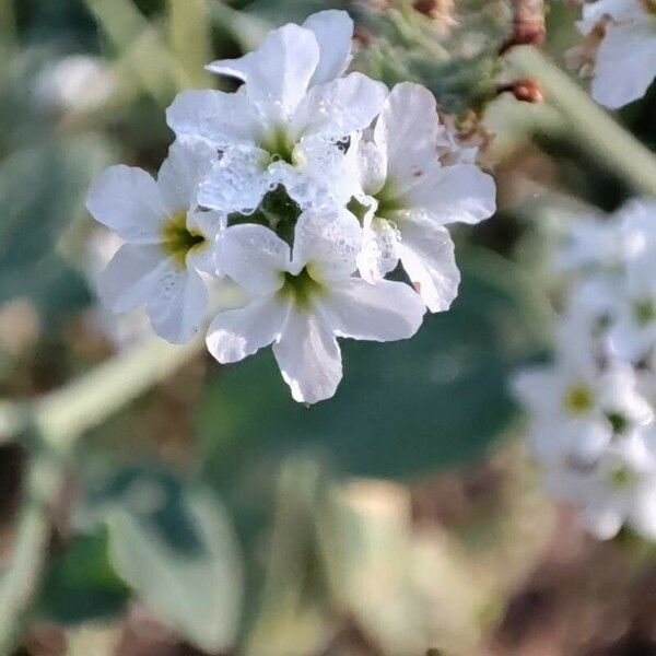 Heliotropium Suaveolens Plant Care & How to Grow, Water