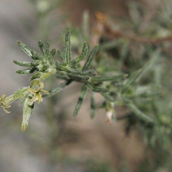 Heliotropium Torreyi Plant Care & How to Grow, Water