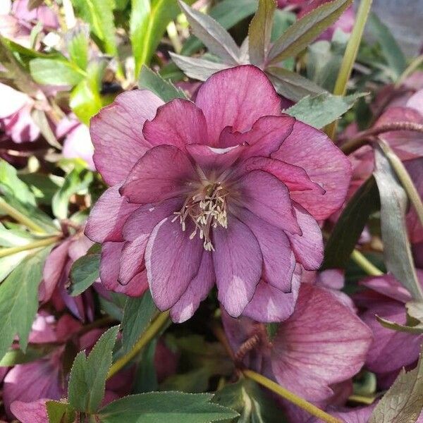 Lenten-Rose (Helleborus Hybridus) Care Guide: Water, Soil & Propagation ...