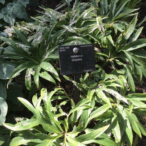 Early Green Hellebore (Helleborus Multifidus) Plant Care & How to Grow ...