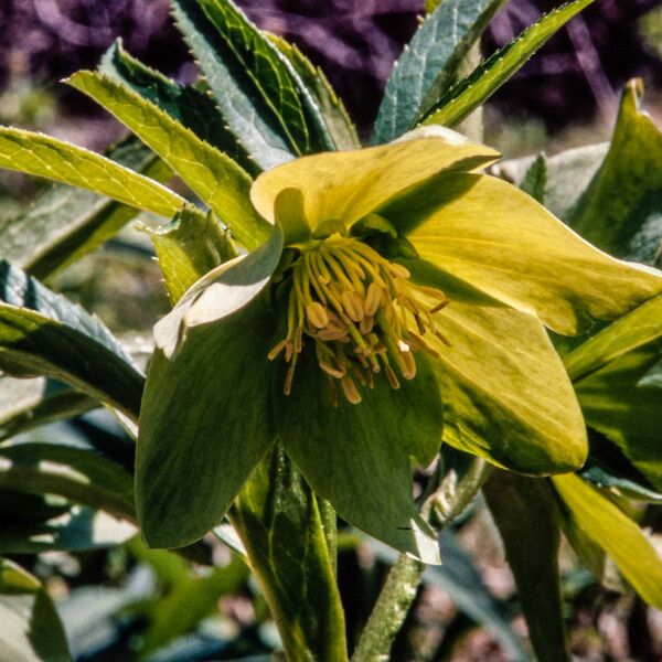 Fragrant Hellebore (Helleborus Odorus) Care Guide: Water, Soil ...
