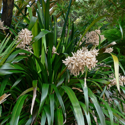 Stream Lily (Helmholtzia Glaberrima) Plant Care & How to Grow, Water