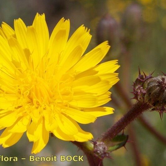 Helminthotheca Comosa Plant Care & How to Grow, Water