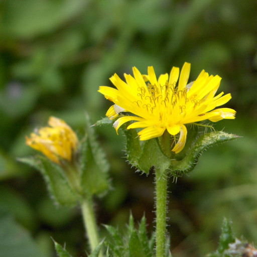 Bristly Oxtongue (Helminthotheca Echioides) Plant Care & How to Grow, Water