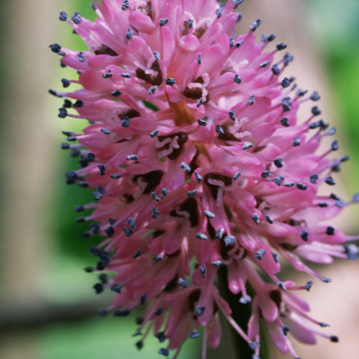 Swamp Pink (Helonias Bullata) Care Guide: Water, Soil & Propagation ...