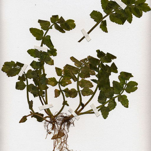 European Marshwort (Helosciadium Nodiflorum) Plant Care & How to Grow ...