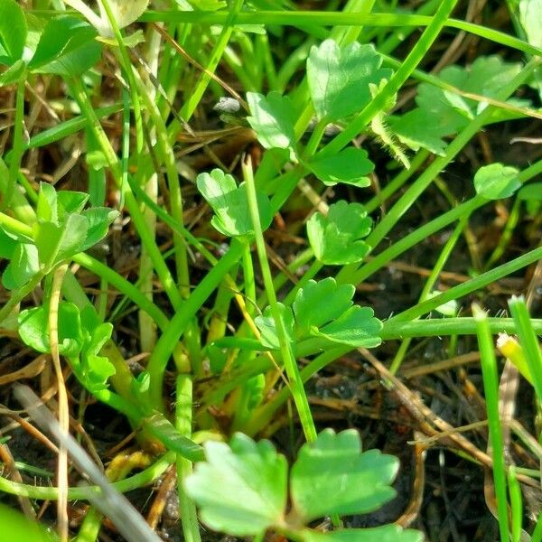 Creeping Marshwort (Helosciadium Repens) Plant Care & How to Grow, Water
