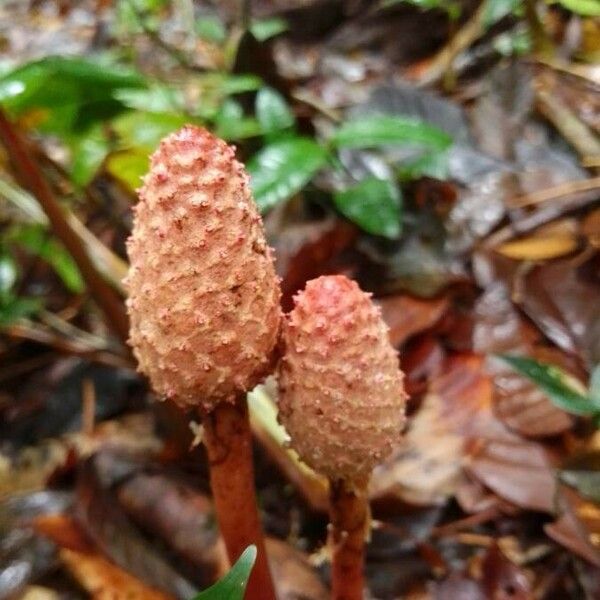 Helosis Cayennensis Plant Care & How to Grow, Water