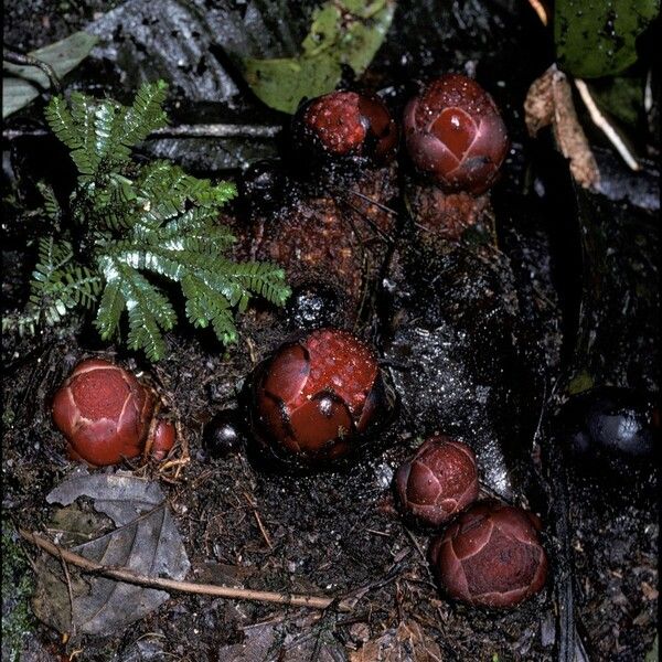 Helosis Ruficeps Care Guide: Water, Soil & Propagation - Plantiary
