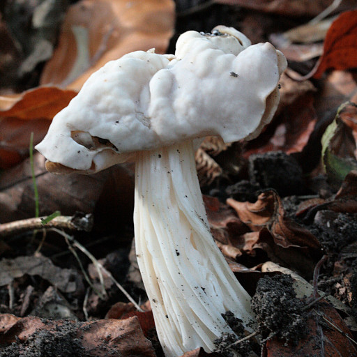 White Saddle (Helvella Crispa) Care Guide: Water, Soil & Propagation ...